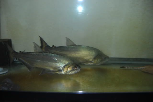 FS: Pacman Catfish (L. Alexandri)/ H. Armatus LA/TX Shipping ...