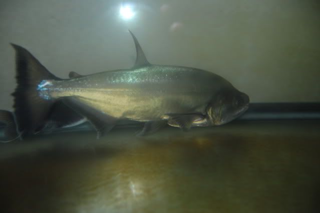 FS: Pacman Catfish (L. Alexandri)/ H. Armatus LA/TX Shipping ...