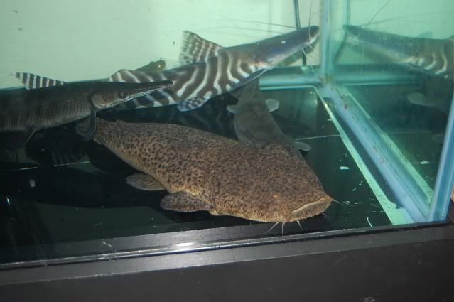 Pacman Catfish (Lophiosilurus alexandri ) | MonsterFishKeepers.com