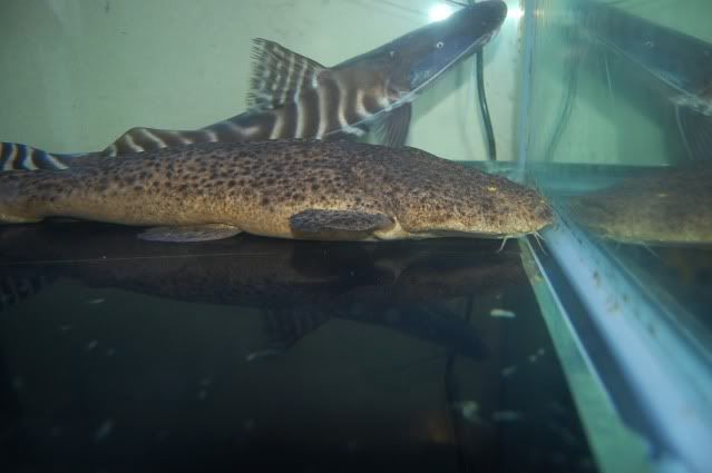 Pacman Catfish (Lophiosilurus alexandri ) | MonsterFishKeepers.com
