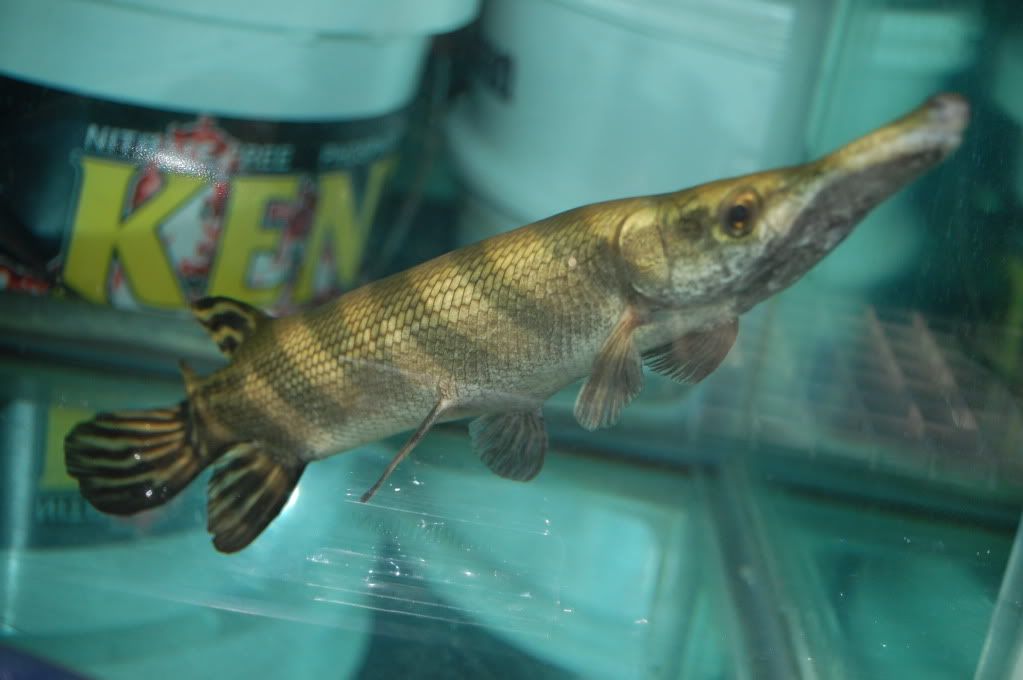 Cuban gar - Alchetron, The Free Social Encyclopedia