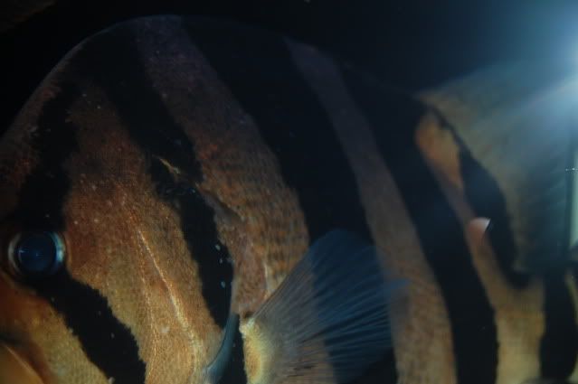 White spots on Dats | MonsterFishKeepers.com
