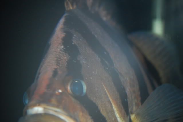 White spots on Dats | MonsterFishKeepers.com
